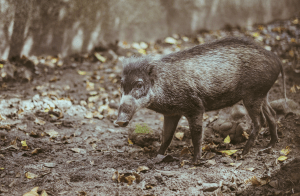 Black Sambo Recipe – Visit Bacolod